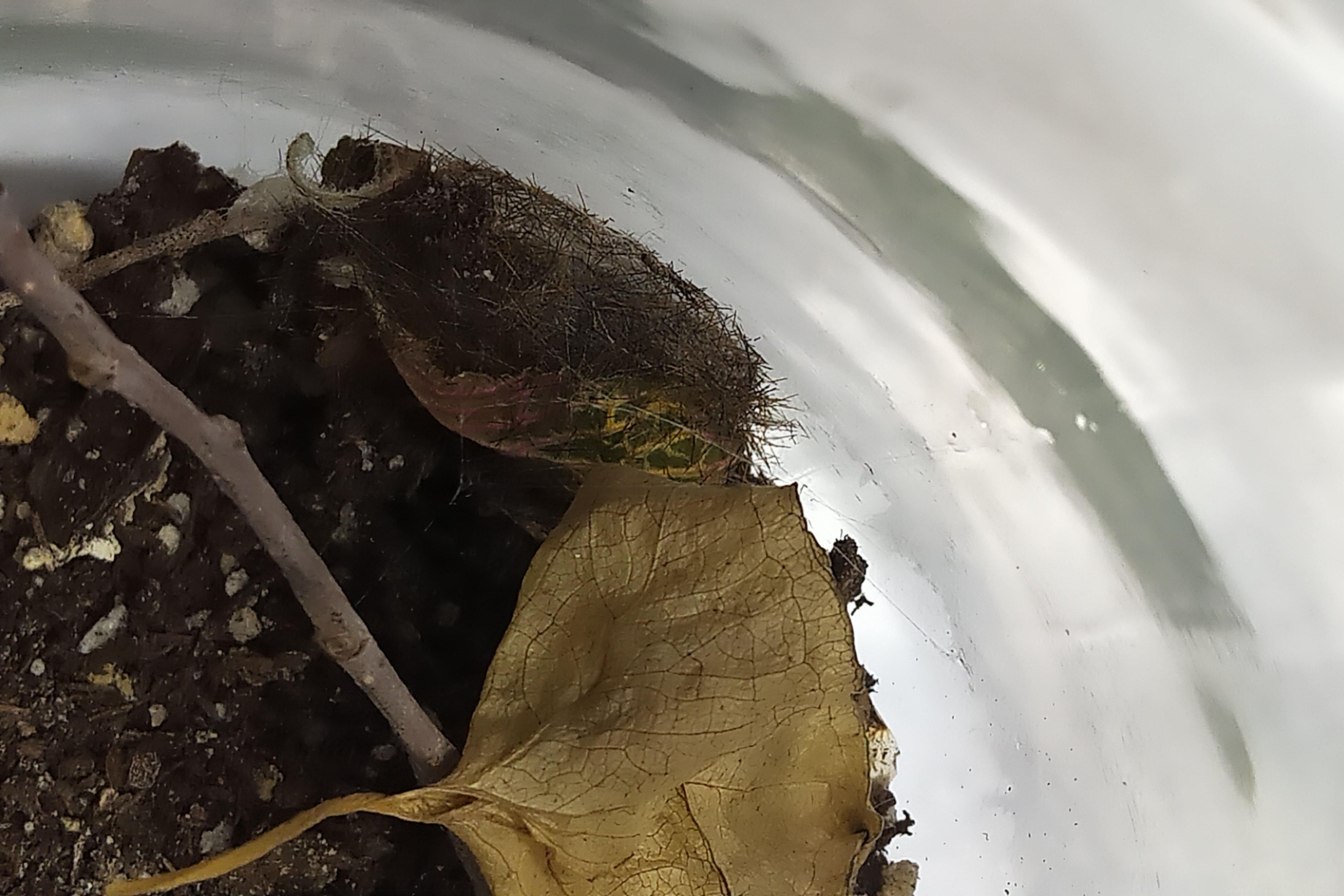 Willy the Worm – Kari Lynn M.