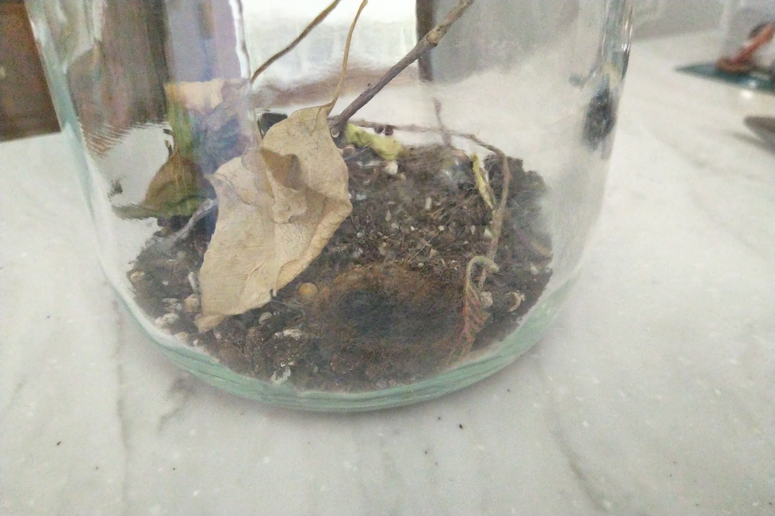 Willy the Worm – Kari Lynn M.